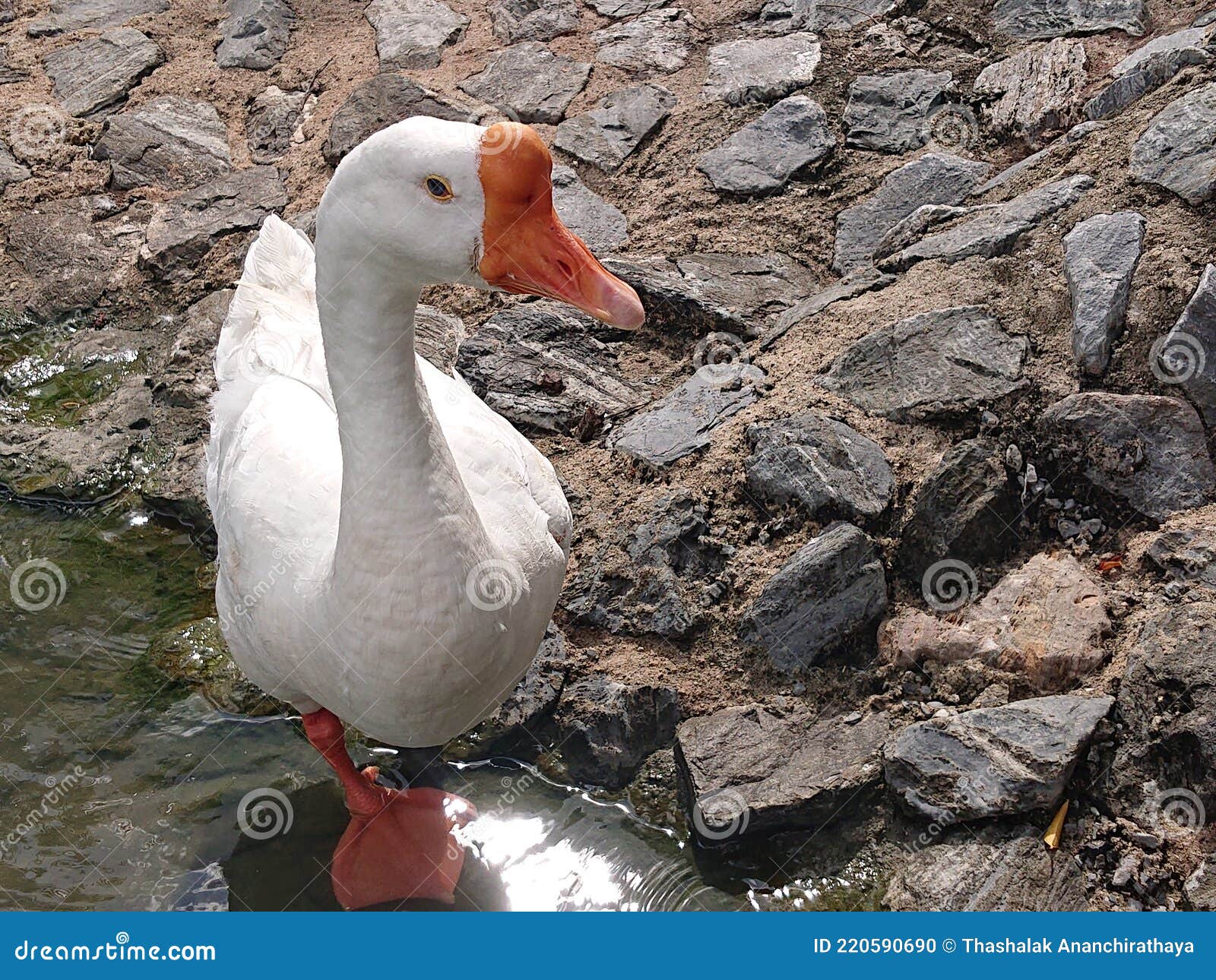 A White Goose Steps in Riverside Stock Photo - Image of goose, steps ...