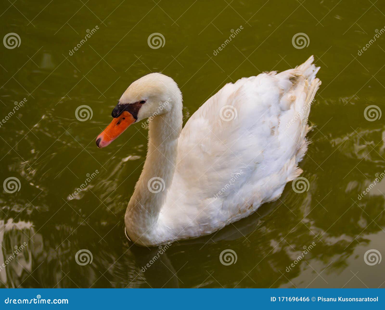 A white goose is swimming stock photo. Image of neck - 171696466