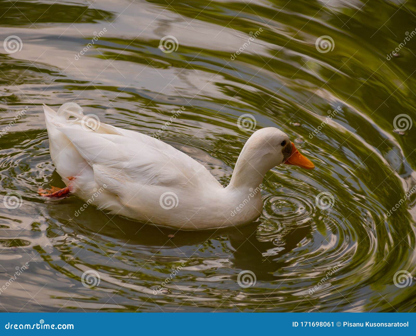 A white goose is swimming stock image. Image of wild - 171698061