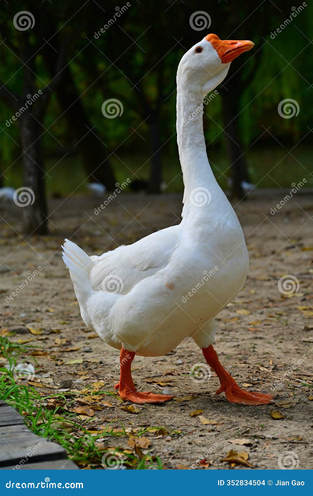 The White Goose Under the Tree Stock Photo - Image of waterfowl, white ...