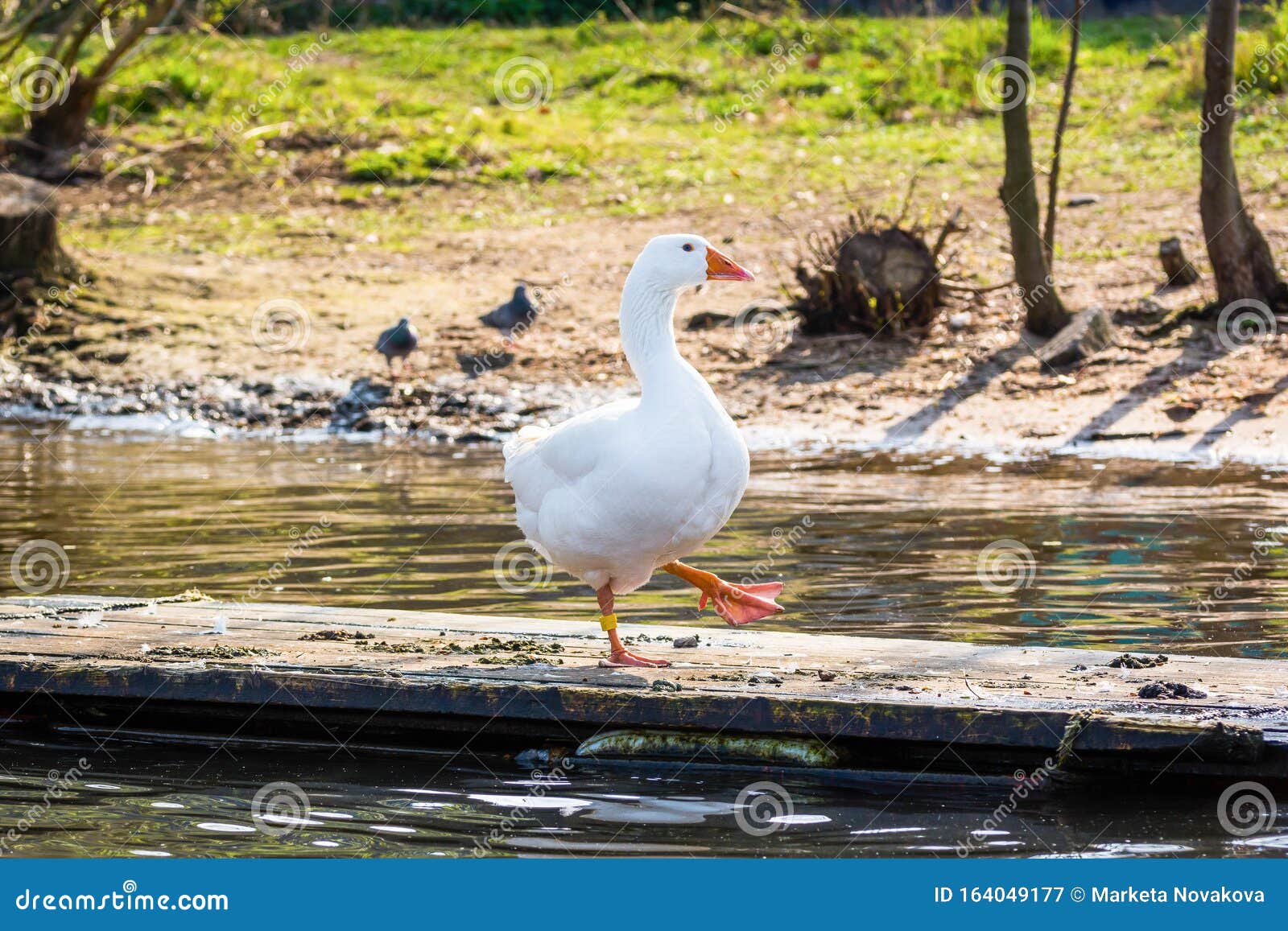 White Goose Walking on the Pier on the River Stock Image - Image of ...
