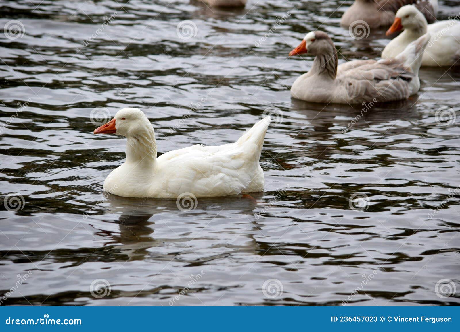 White Greylag Goose in Water Stock Image - Image of outdoor, goslilng ...