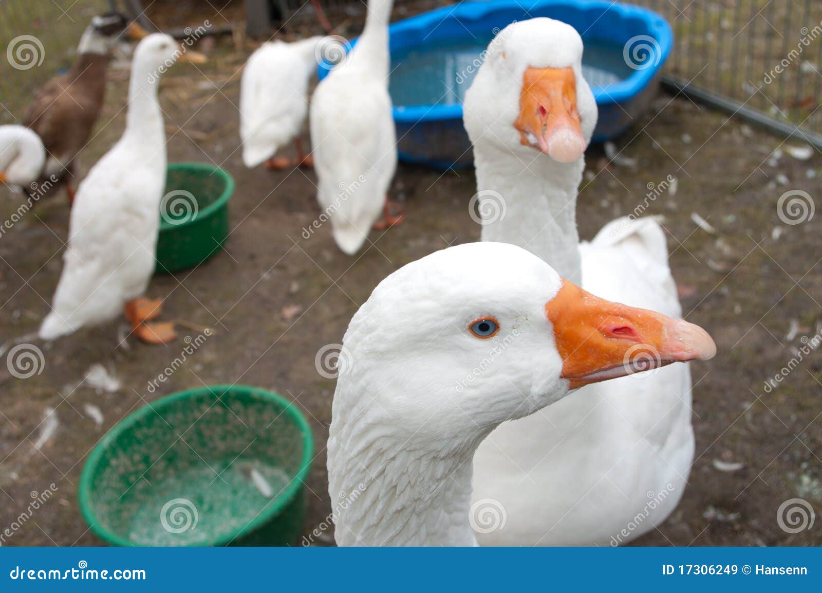 White gooses stock image. Image of bird, isolated, white - 17306249