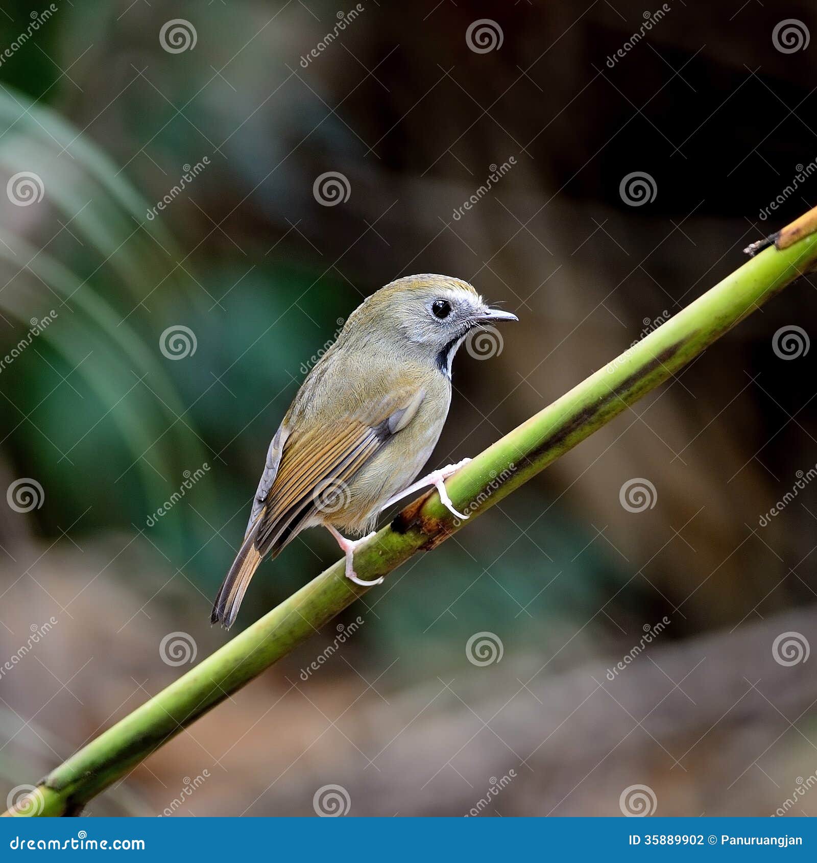White-gorgeted Flycatcher stock photo. Image of ficedula - 35889902