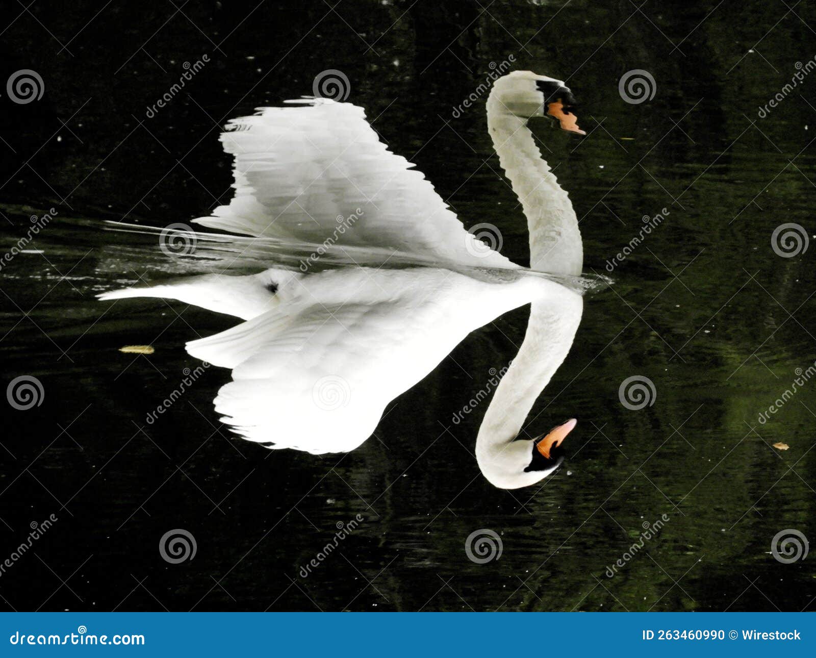 White Graceful Swan Reflected In The River Stock Photo | CartoonDealer.com #263460990