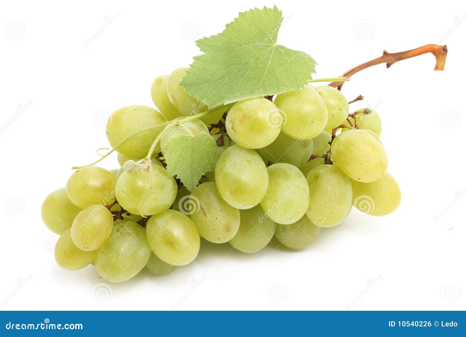 White grape stock photo. Image of bunch, leaf, blue, nature - 10540226