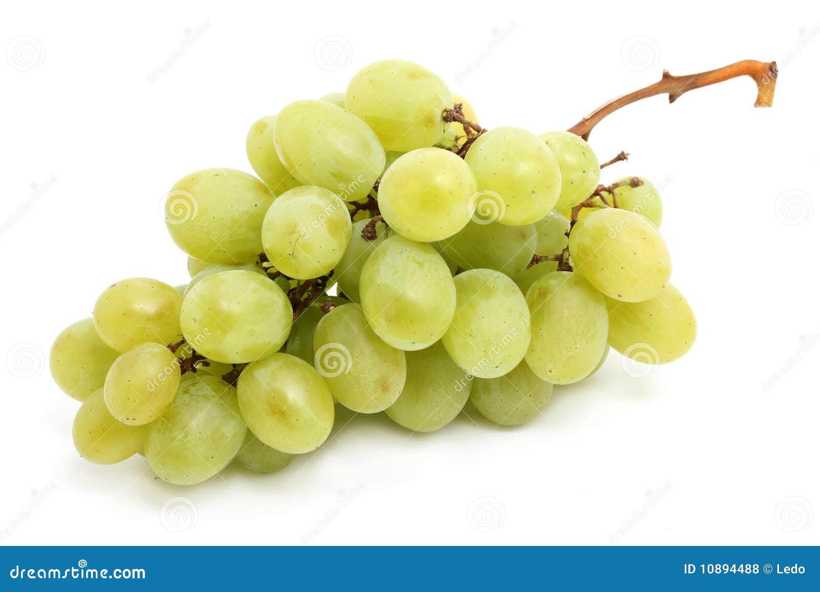 White grape stock photo. Image of isolated, vine, bunch - 10894488