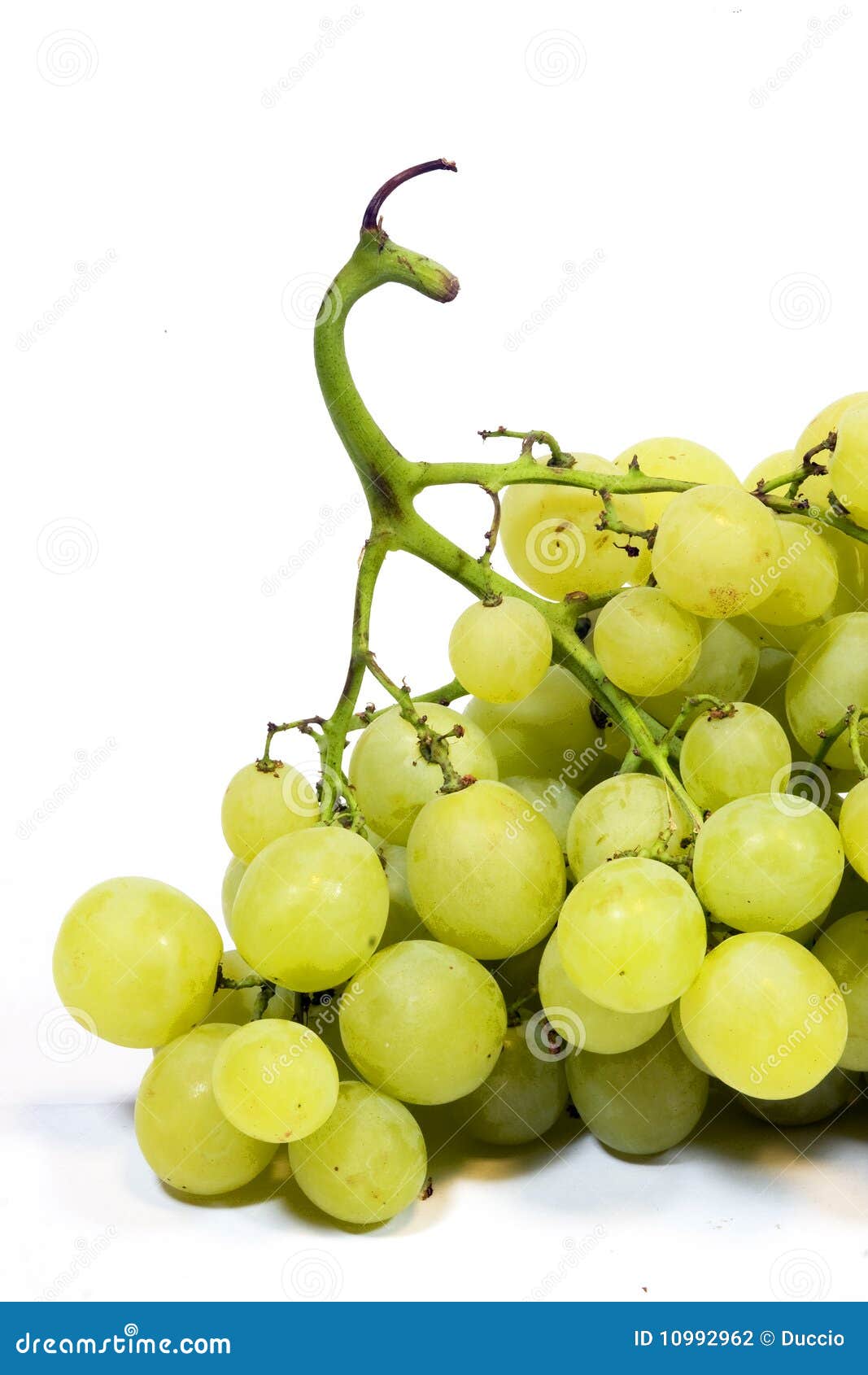 White grape stock photo. Image of nutrition, organic - 10992962