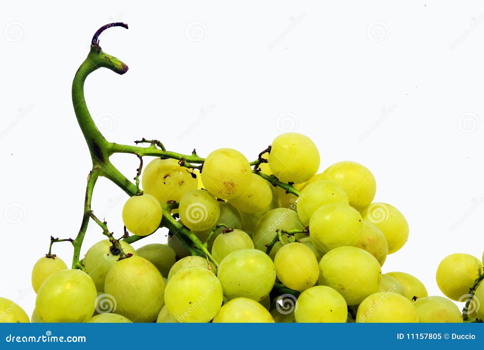 White grape stock image. Image of grape, cultivator, vegetation - 11157805