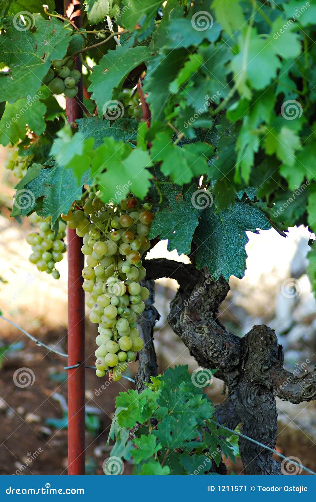 White grape stock image. Image of growth, harvest, leaf - 1211571