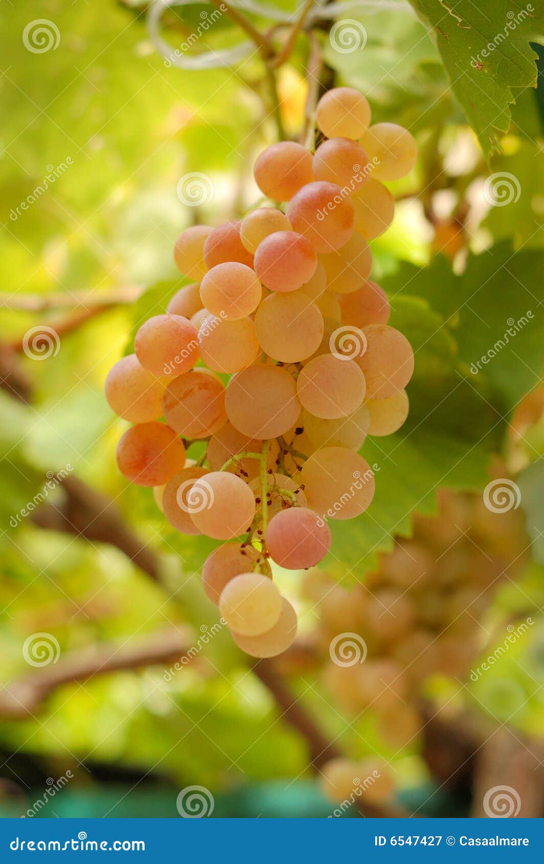 White grape stock image. Image of fruit, nature, green - 6547427