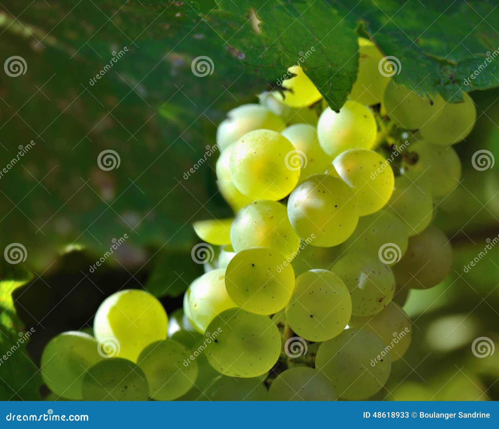 White grape stock image. Image of vineyard, grapevine - 48618933