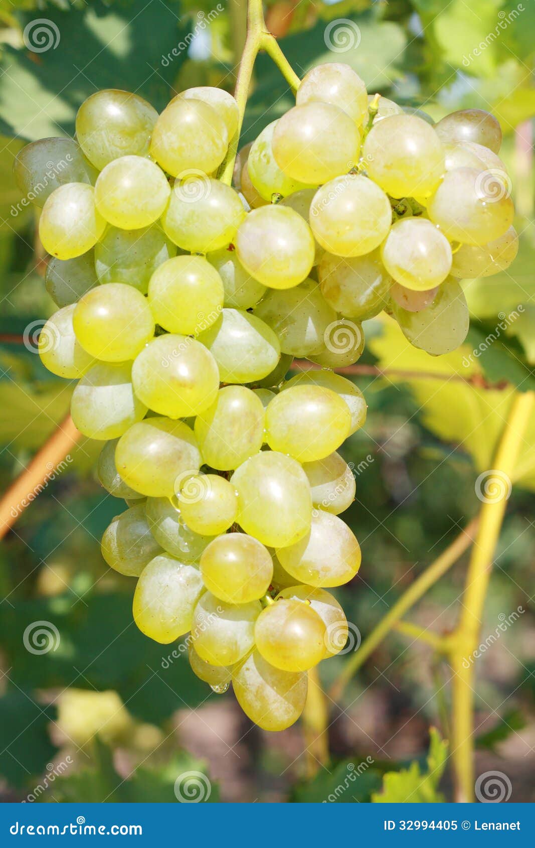 White grape stock image. Image of harvest, rural, sunny - 32994405