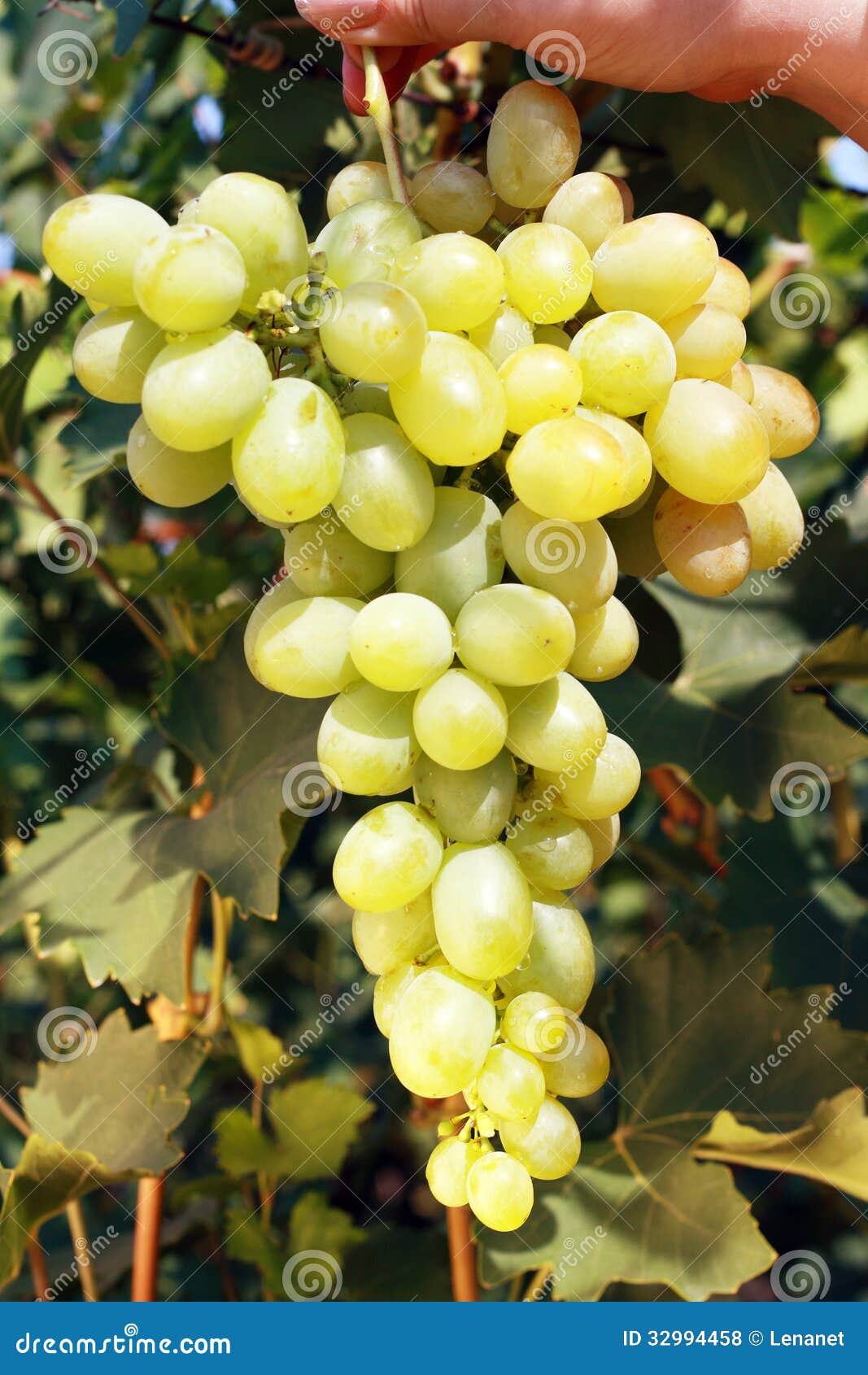White grape stock photo. Image of noon, farming, grapes - 32994458