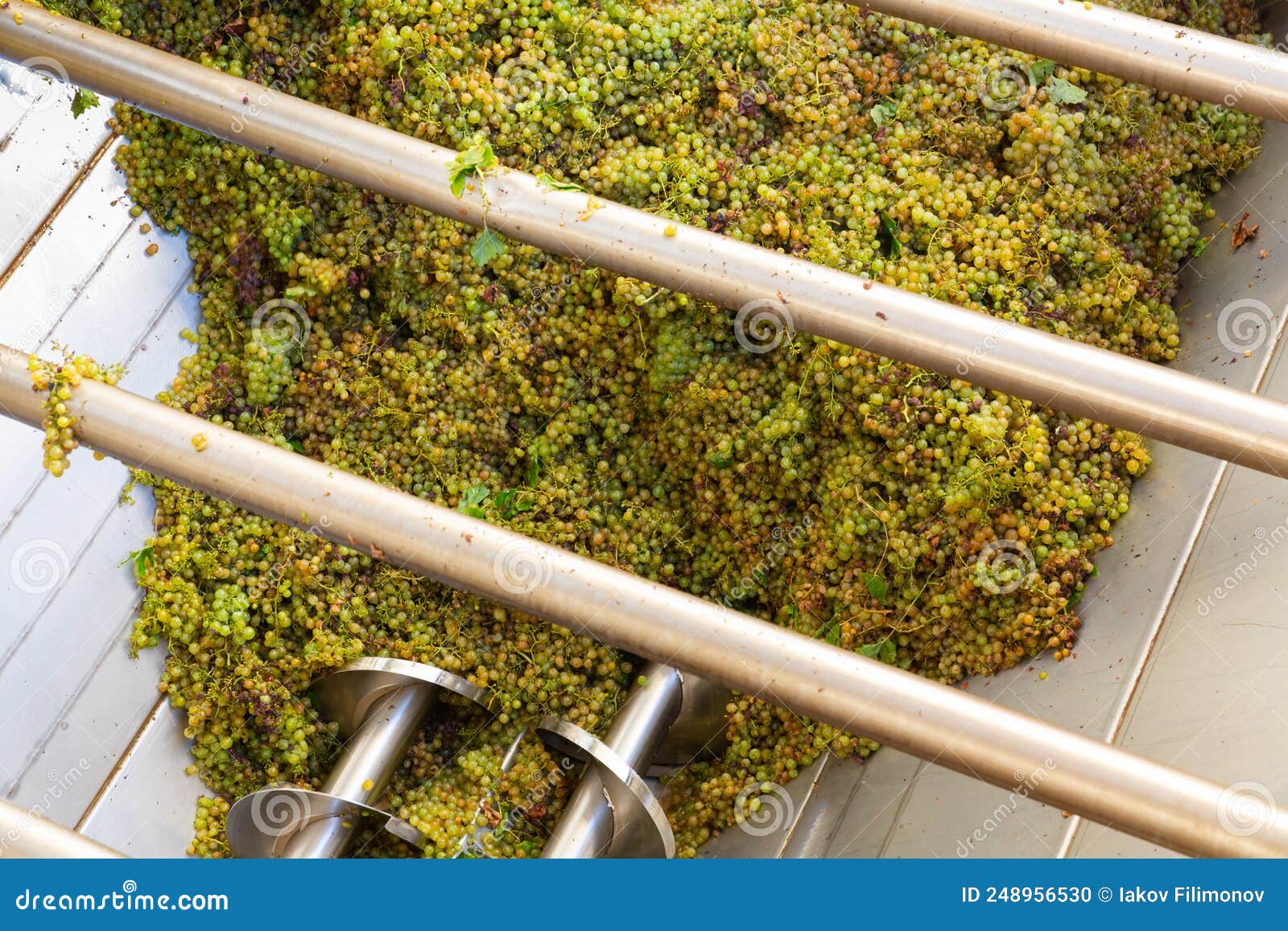 White Grape in Crusher Destemmer, Winemaking Process Stock Photo ...