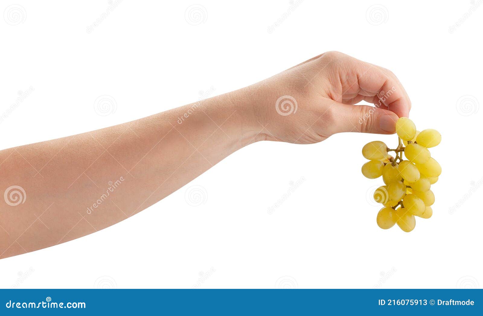 White grape in hand stock image. Image of studio, clipping - 216075913