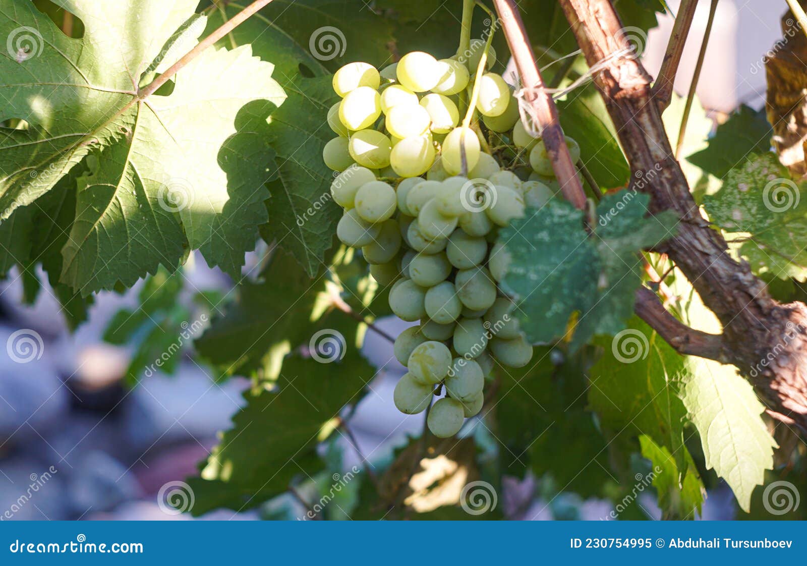 White grape tree stock image. Image of grape, tree, agriculture - 230754995