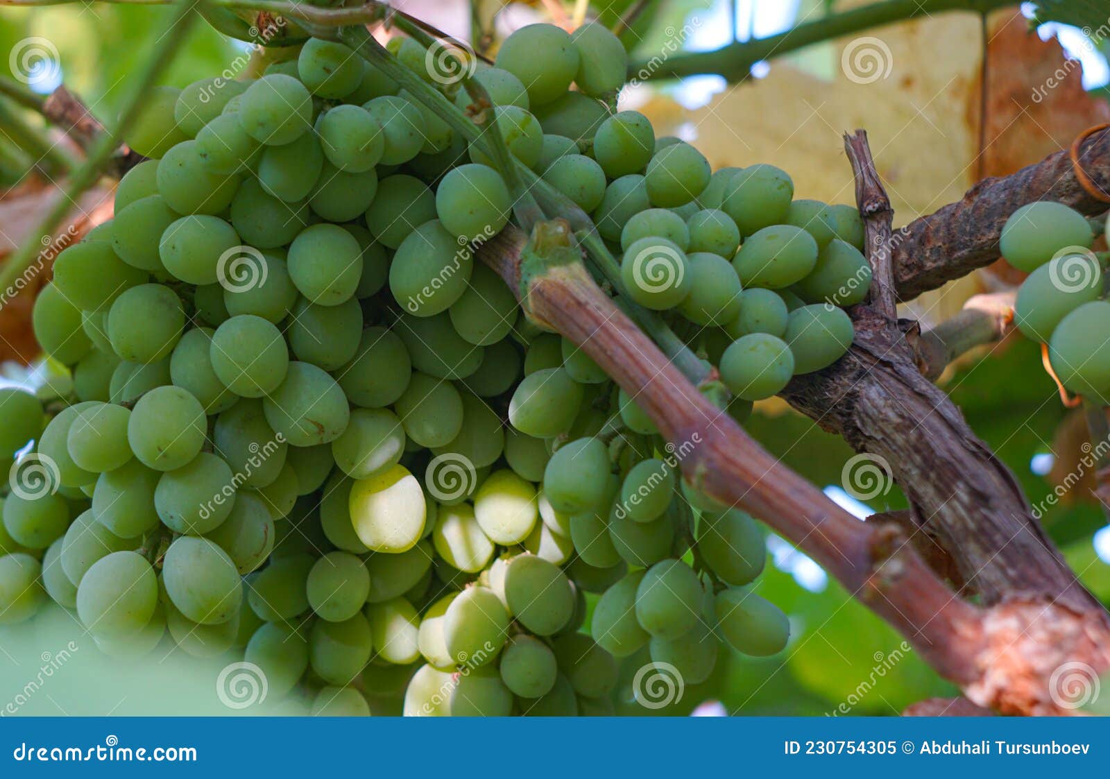 White grape tree stock image. Image of harvest, branch - 230754305