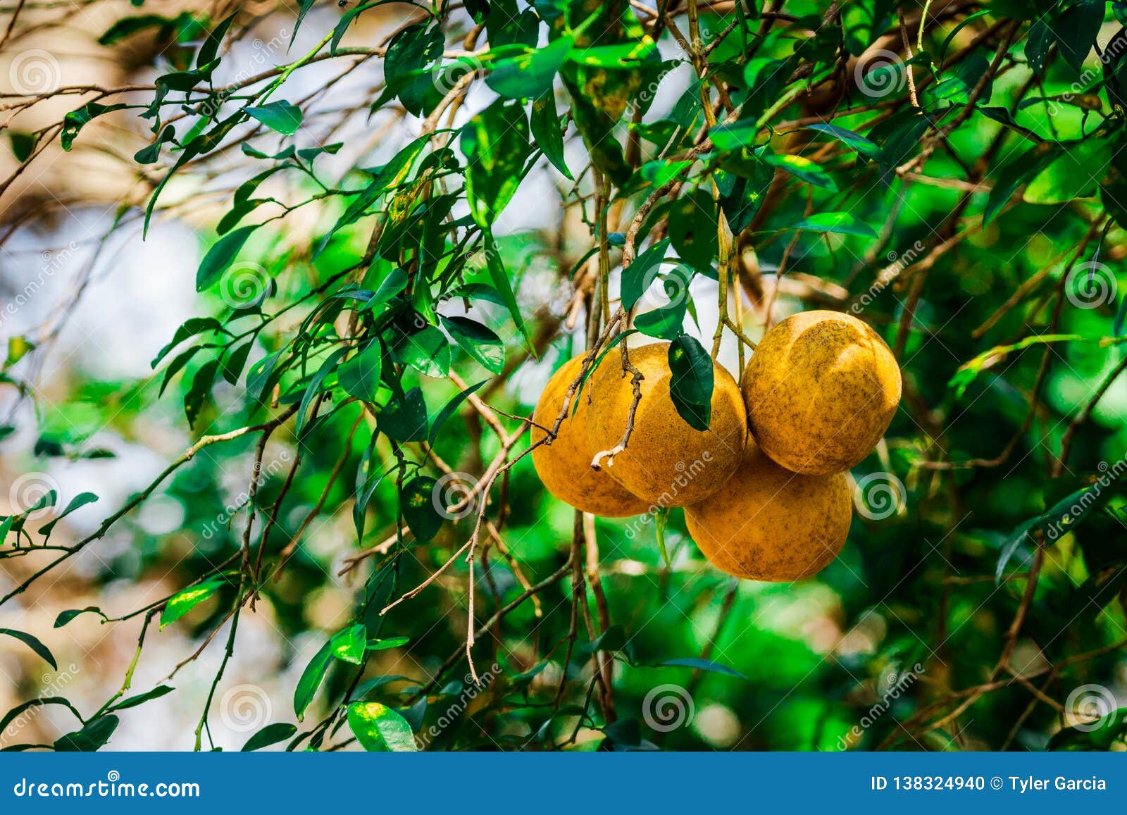 White Grapefruit in a tree stock photo. Image of green - 138324940