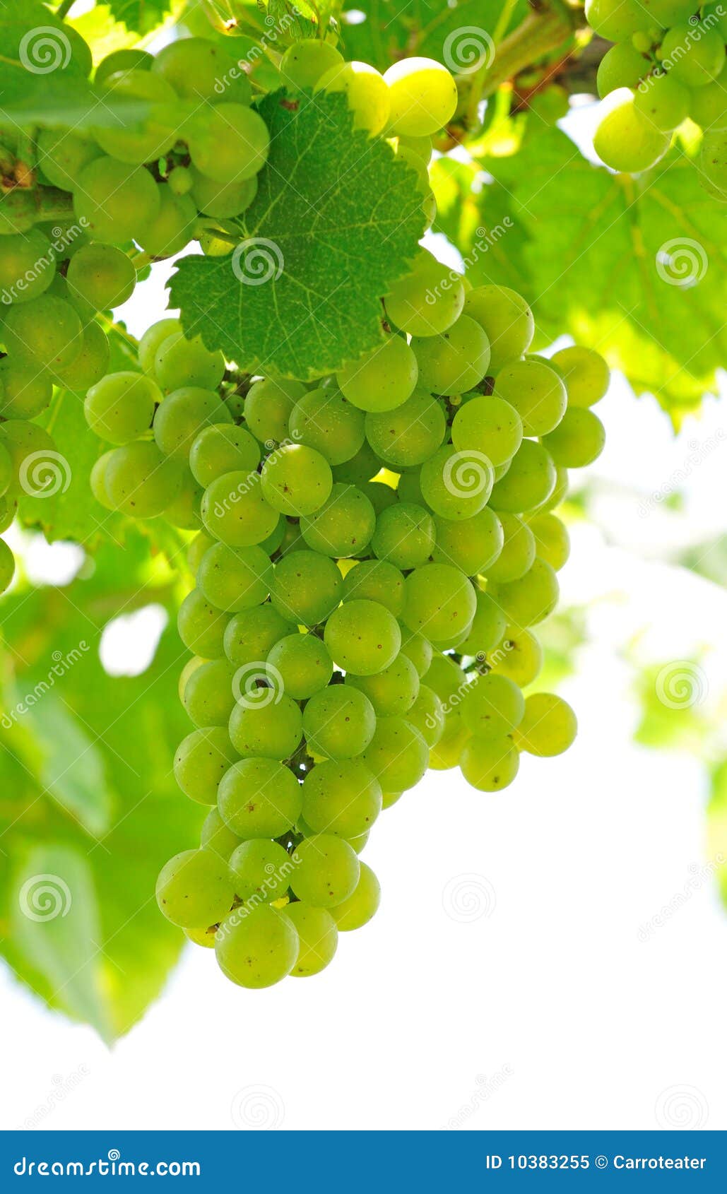 White grapes stock image. Image of green, farm, cluster - 10383255