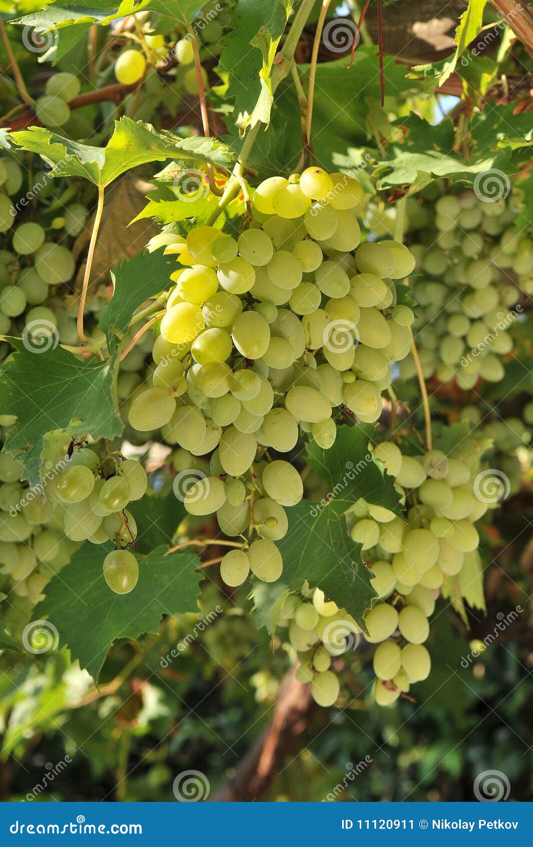White grapes stock image. Image of product, bunch, grapes - 11120911