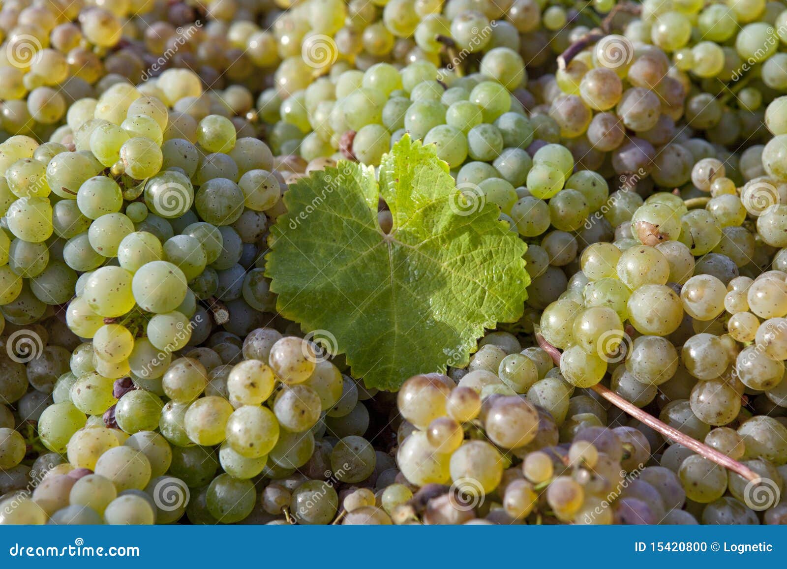 White grapes stock photo. Image of blanc, agriculture - 15420800