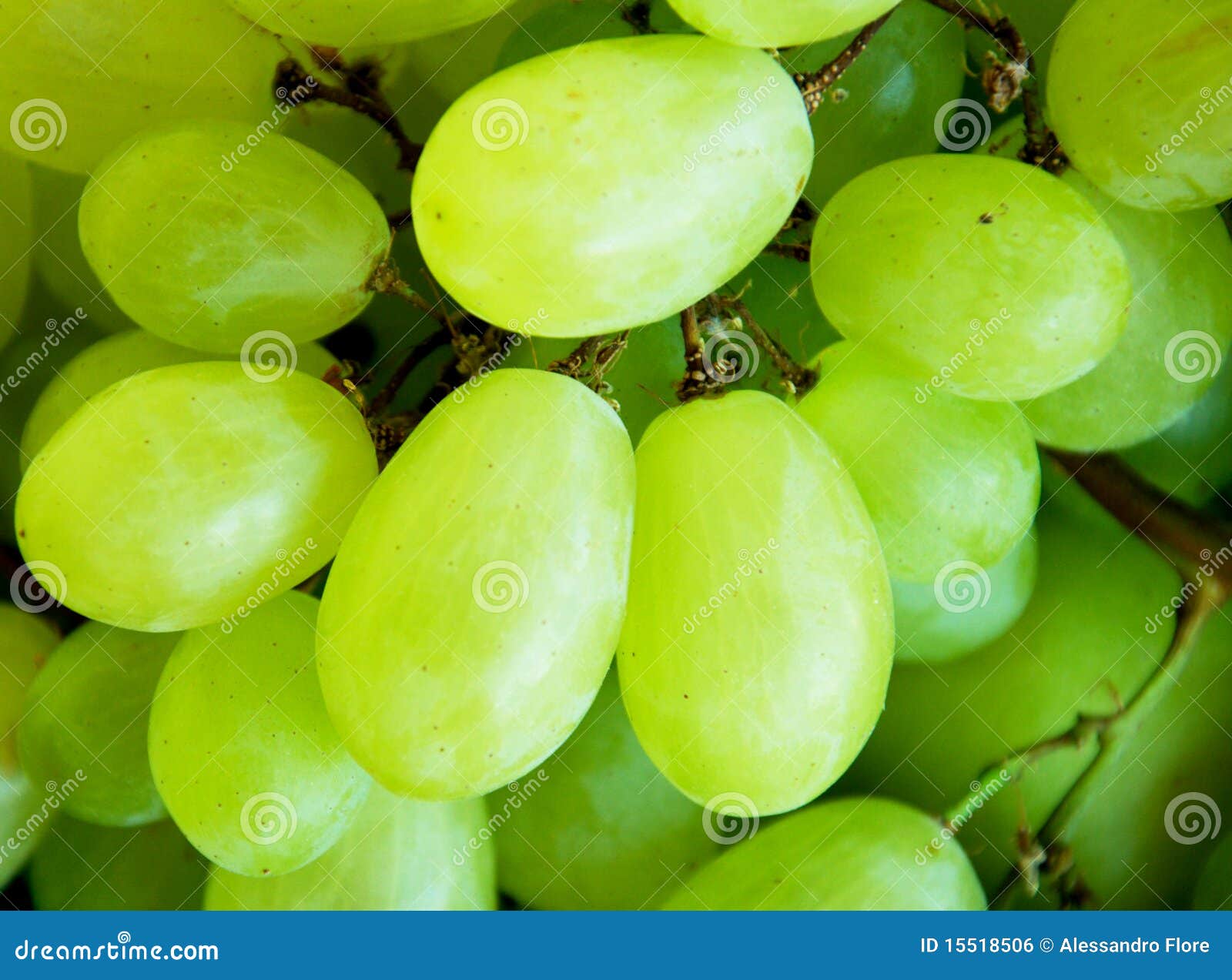White grapes stock photo. Image of fruit, grapes, sardinia - 15518506