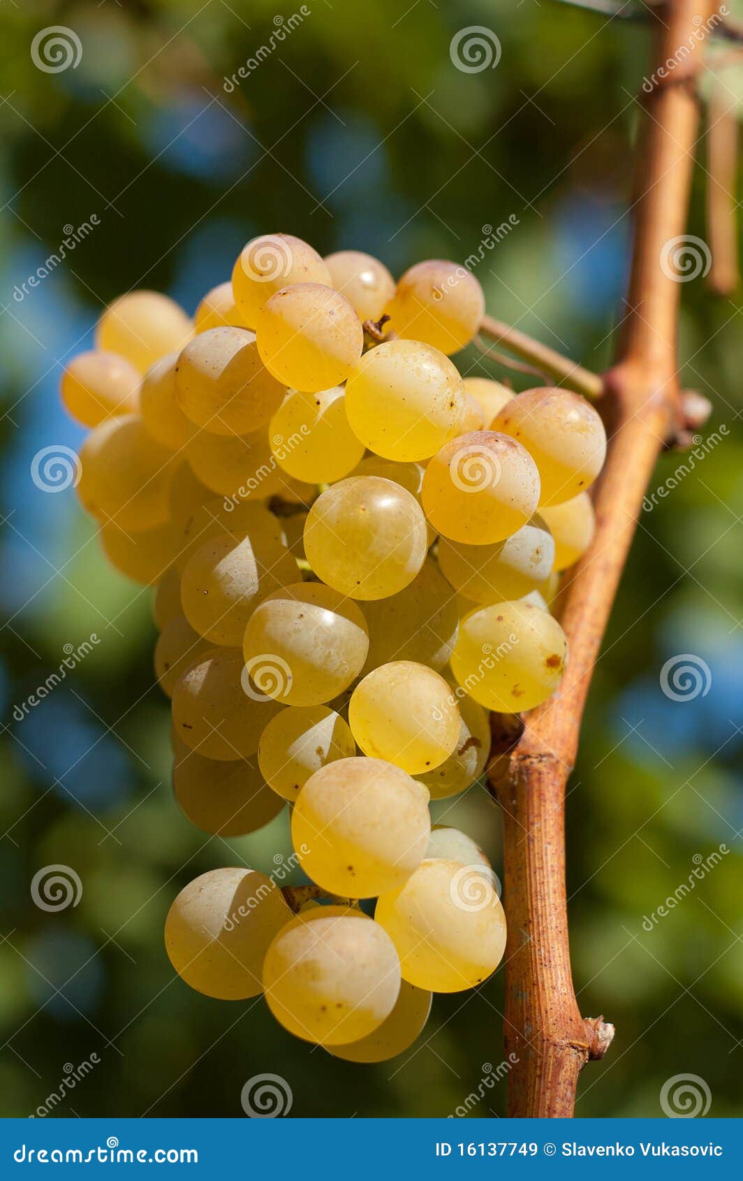 White grapes stock image. Image of color, yellow, vineyard - 16137749