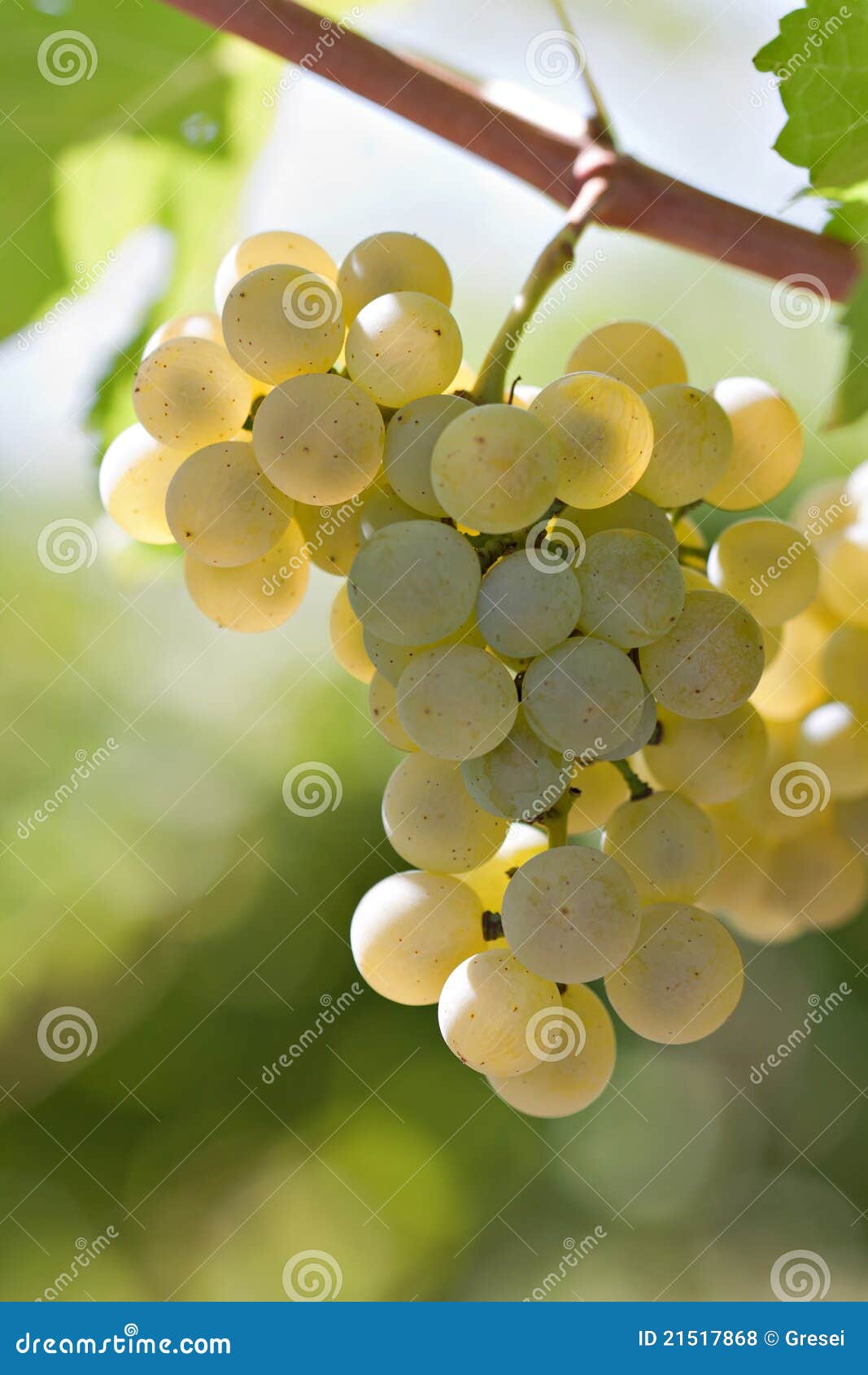 White grapes stock photo. Image of agriculture, berry - 21517868