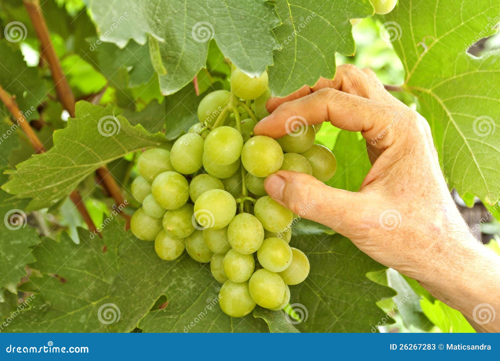 White grapes stock image. Image of growth, country, season - 26267283