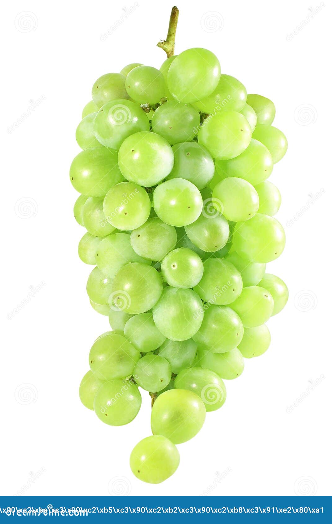 White grapes stock image. Image of autumn, grapes, breakfast - 5408515