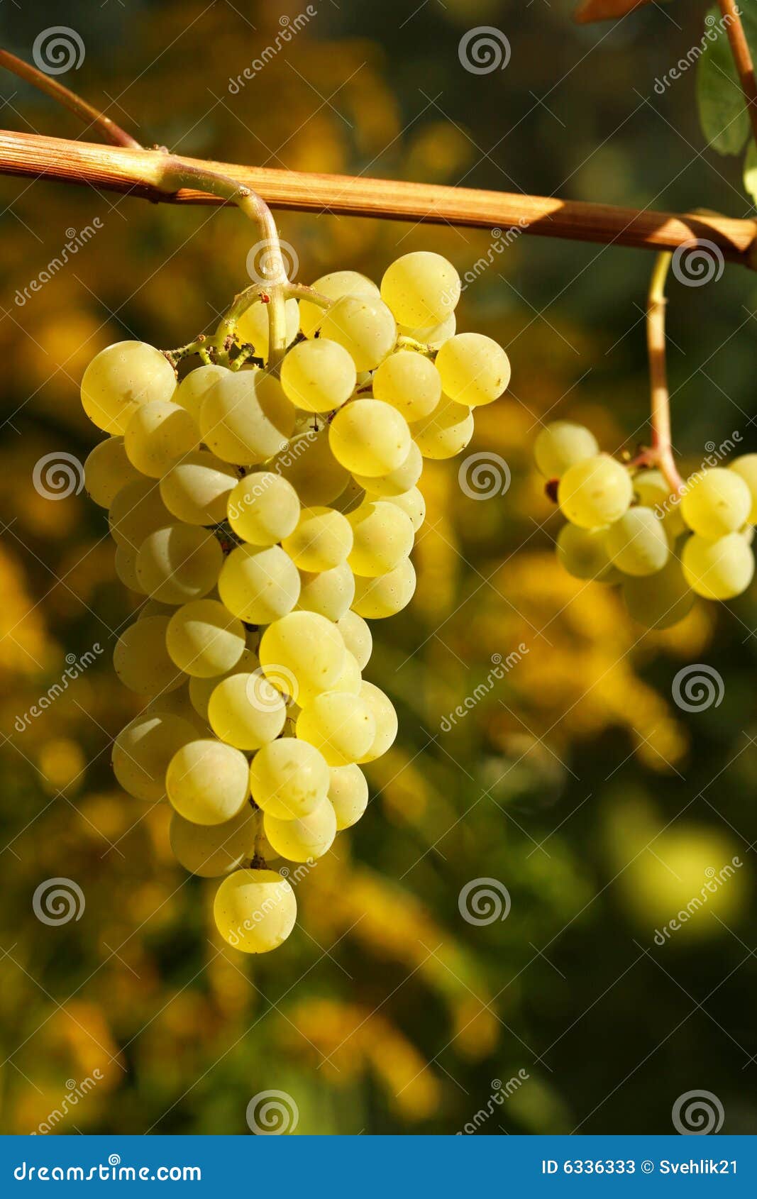 White grapes stock image. Image of leaf, sweet, vine, agriculture - 6336333