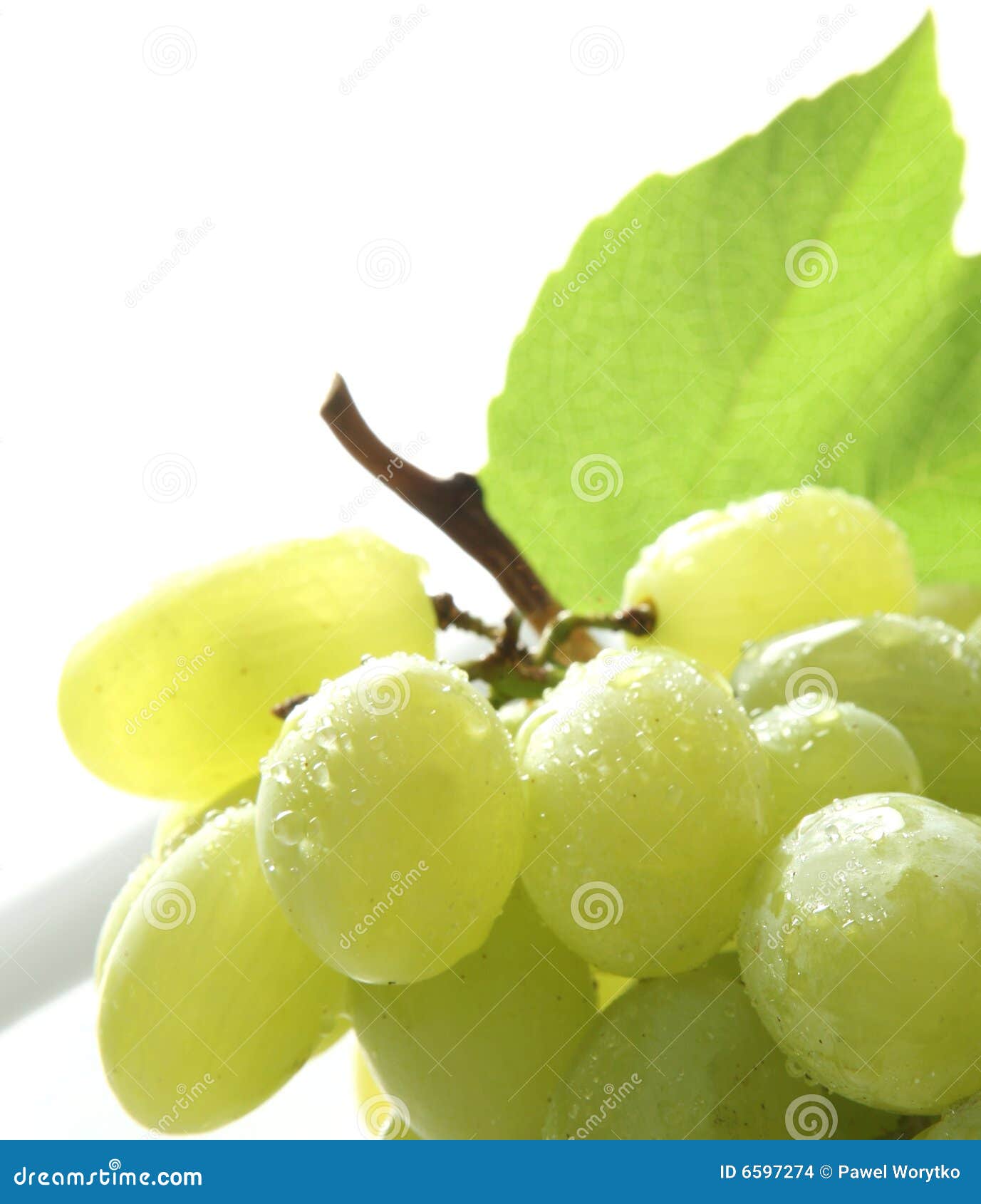 White grapes stock photo. Image of white, natural, drop - 6597274