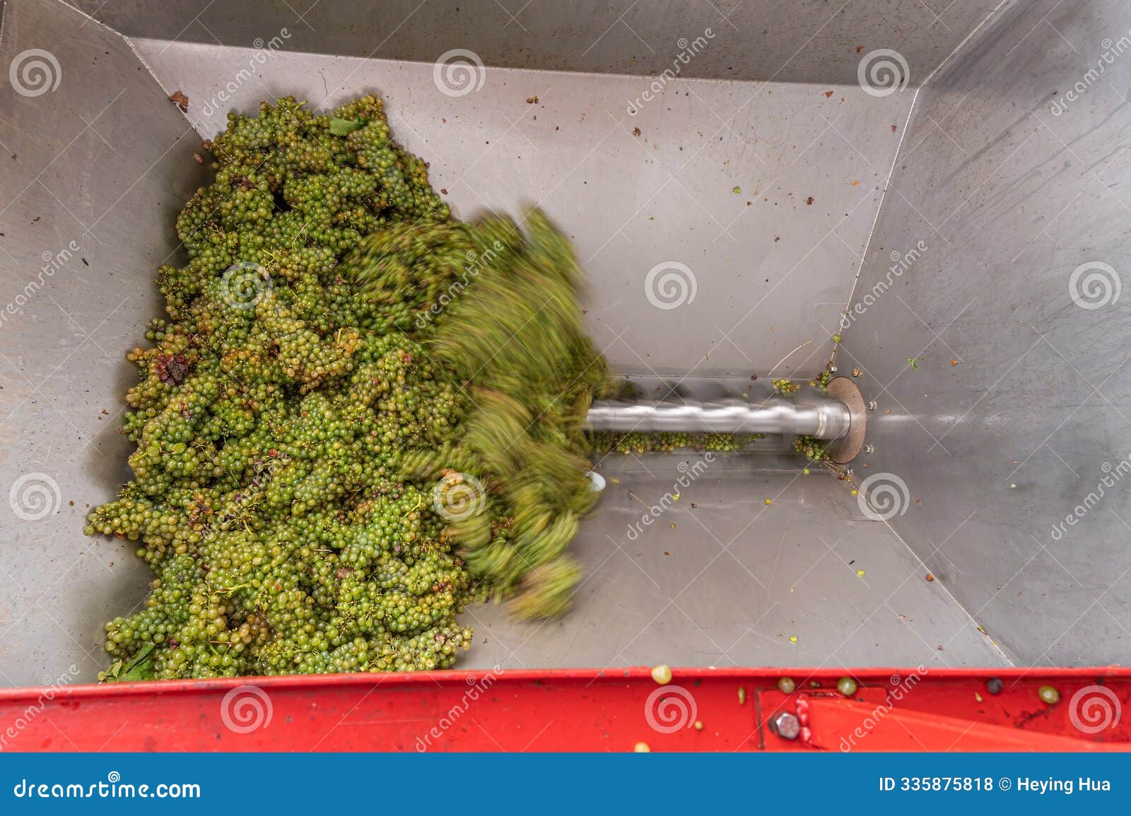 White Grapes are Crushing by Industrial Grape Crusher Machine Stock ...