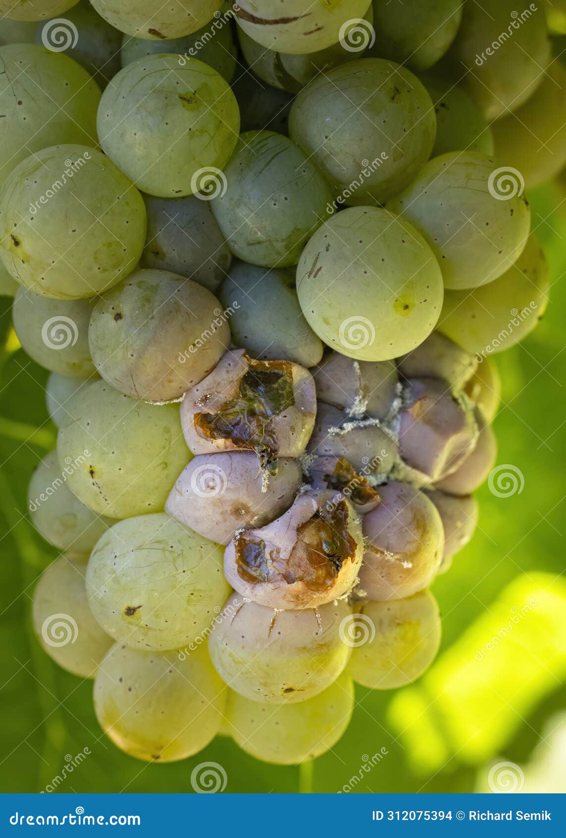 White Grapes Damaged by Ants and Attacked Infested with Rot and Mold ...