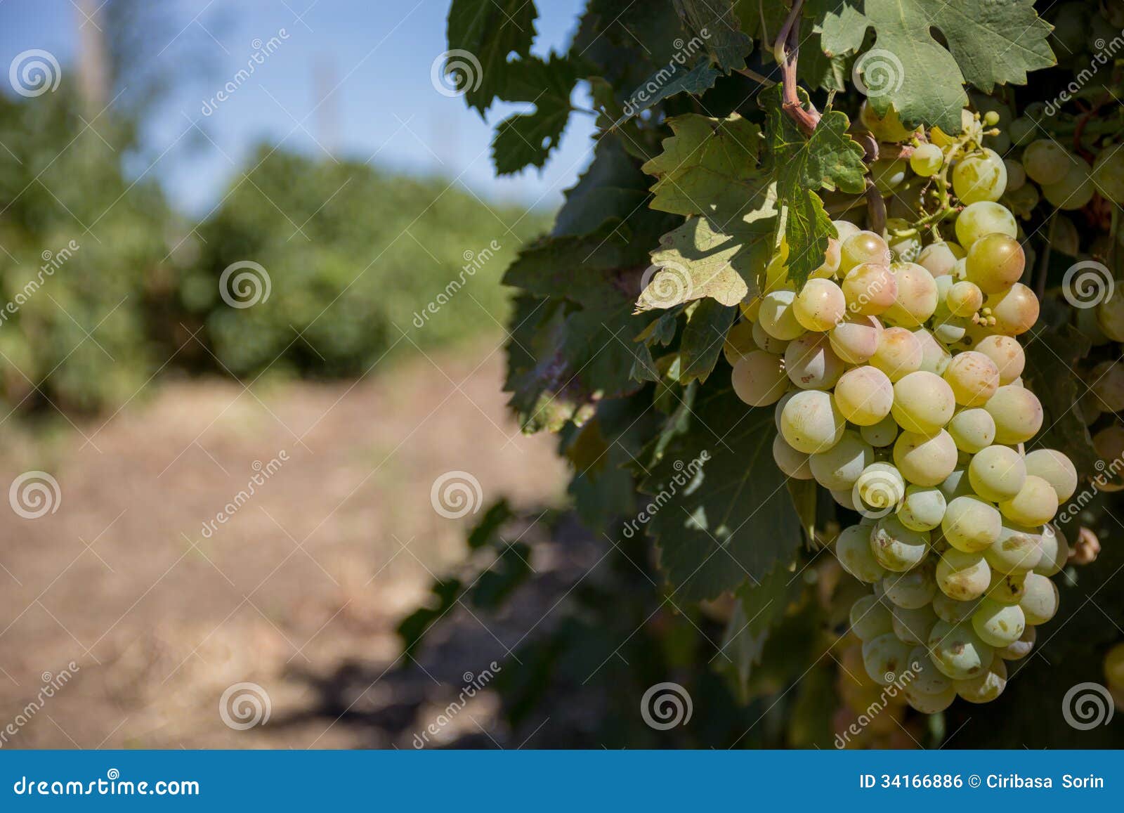 White grapes stock photo. Image of grape, growing, freshness - 34166886