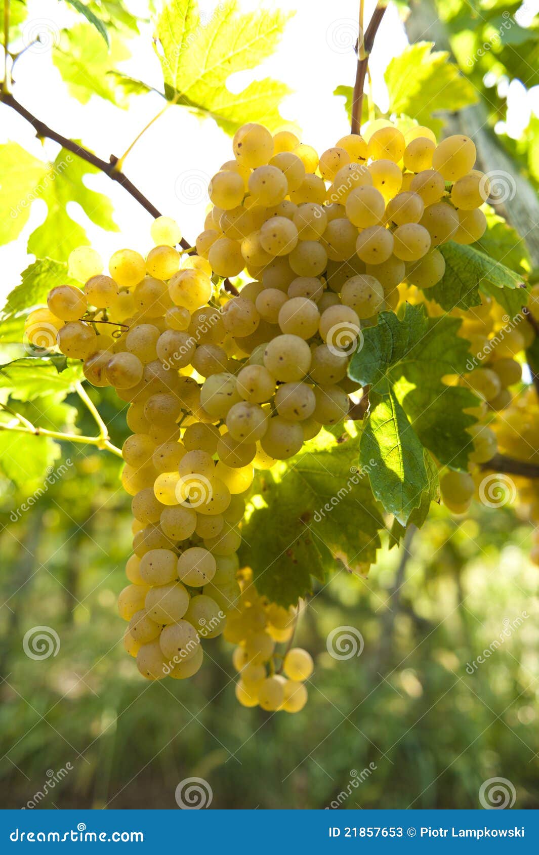 White Grapes Hanging Form a Vine Stock Image - Image of sweet, summer ...