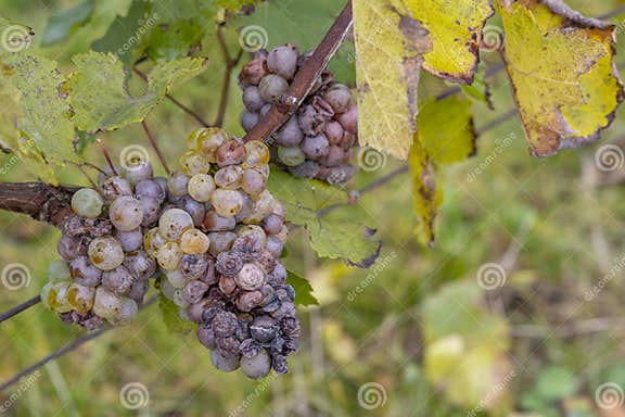 White Grapes Infested with Rot and Mold Stock Photo - Image of pathogen ...