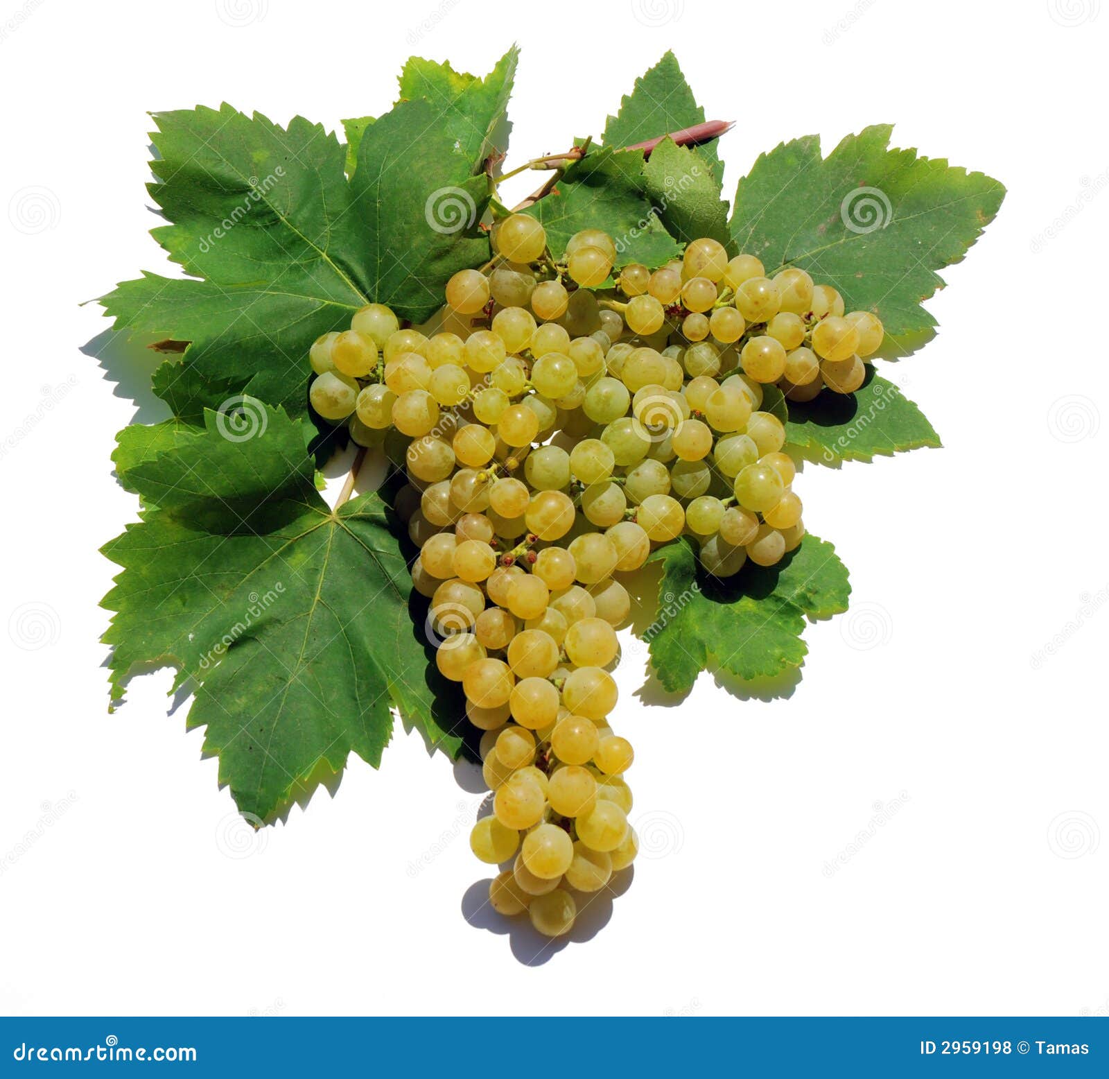 White Grapes Isolated on White Stock Photo - Image of assortment ...