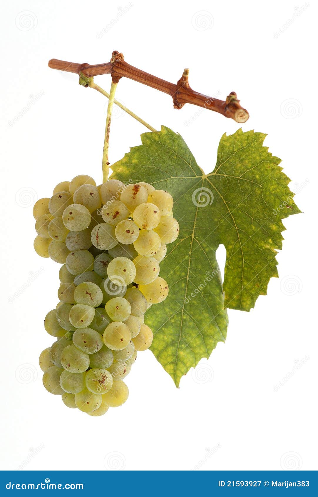 White grapes with leaf stock image. Image of fruit, green - 21593927