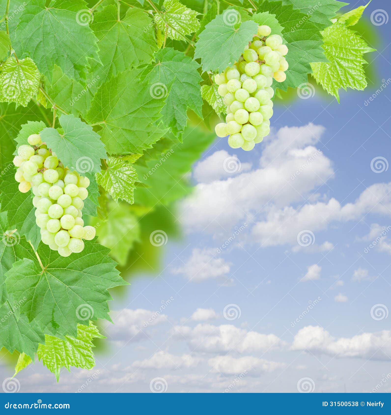 White Grapes and Leaves in Garden Stock Photo - Image of agriculture ...