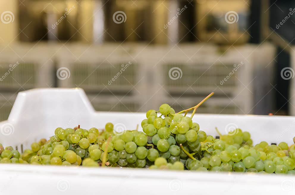 White Grapes in a Plastic Box Against Other Boxes Stock Image - Image ...