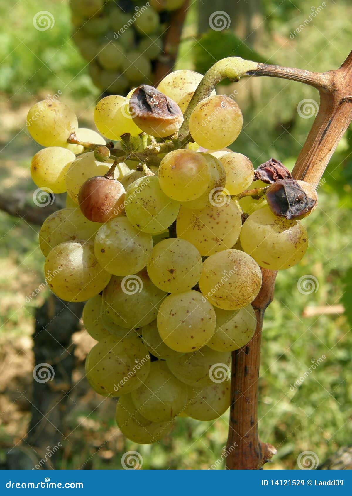White Grapes with Ripe and Rotten Fruits Stock Image - Image of autumn ...