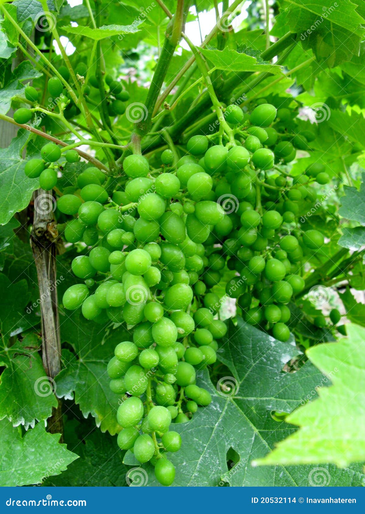 White grapes in spring stock photo. Image of seasons - 20532114