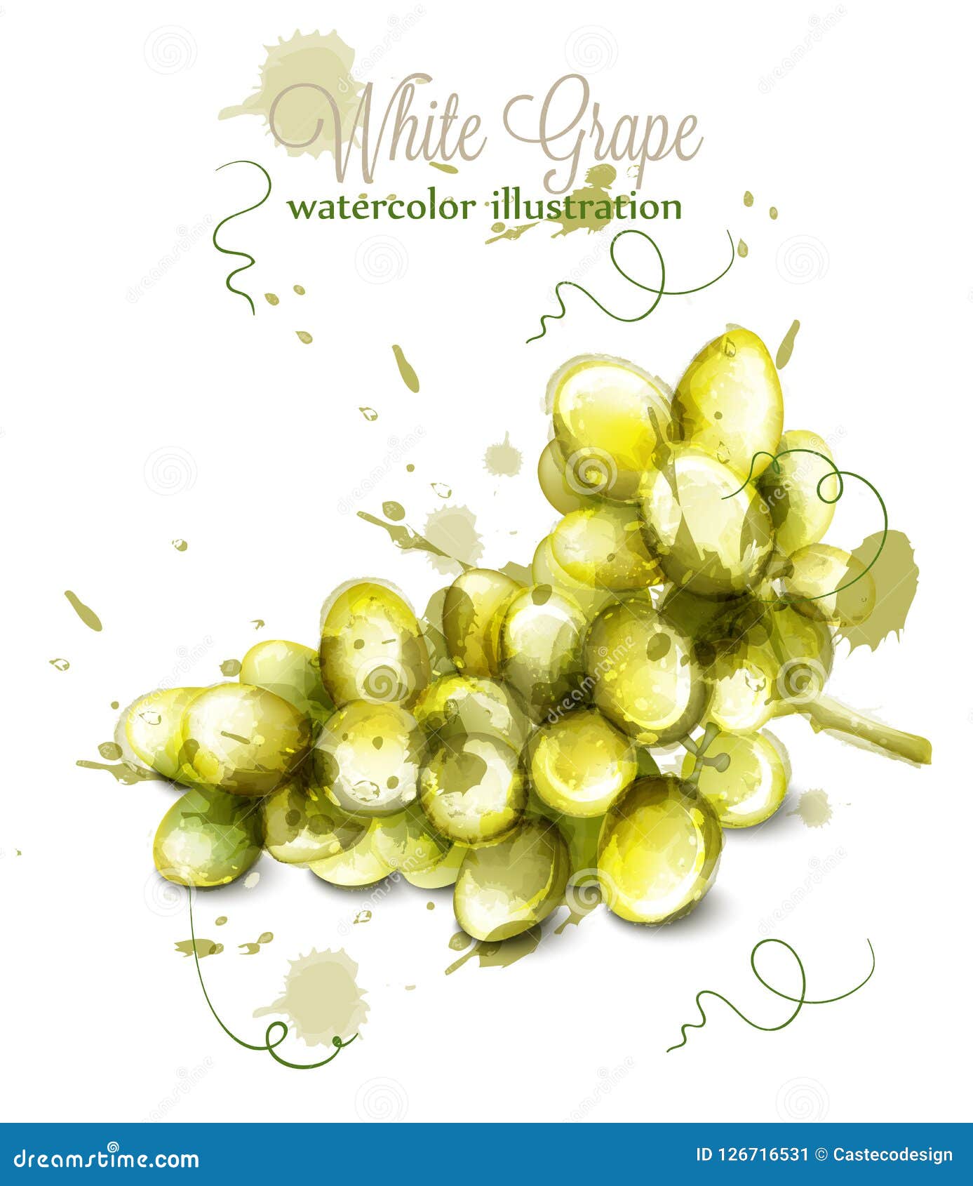 White Grapes Watercolor Vector. Painted Splash Style Illustrations ...