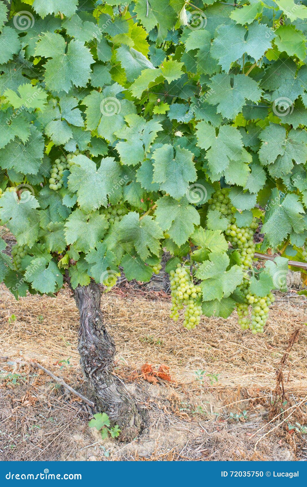 White Grapevine Full of almost Ripe Bunches and Leaves Stock Photo ...