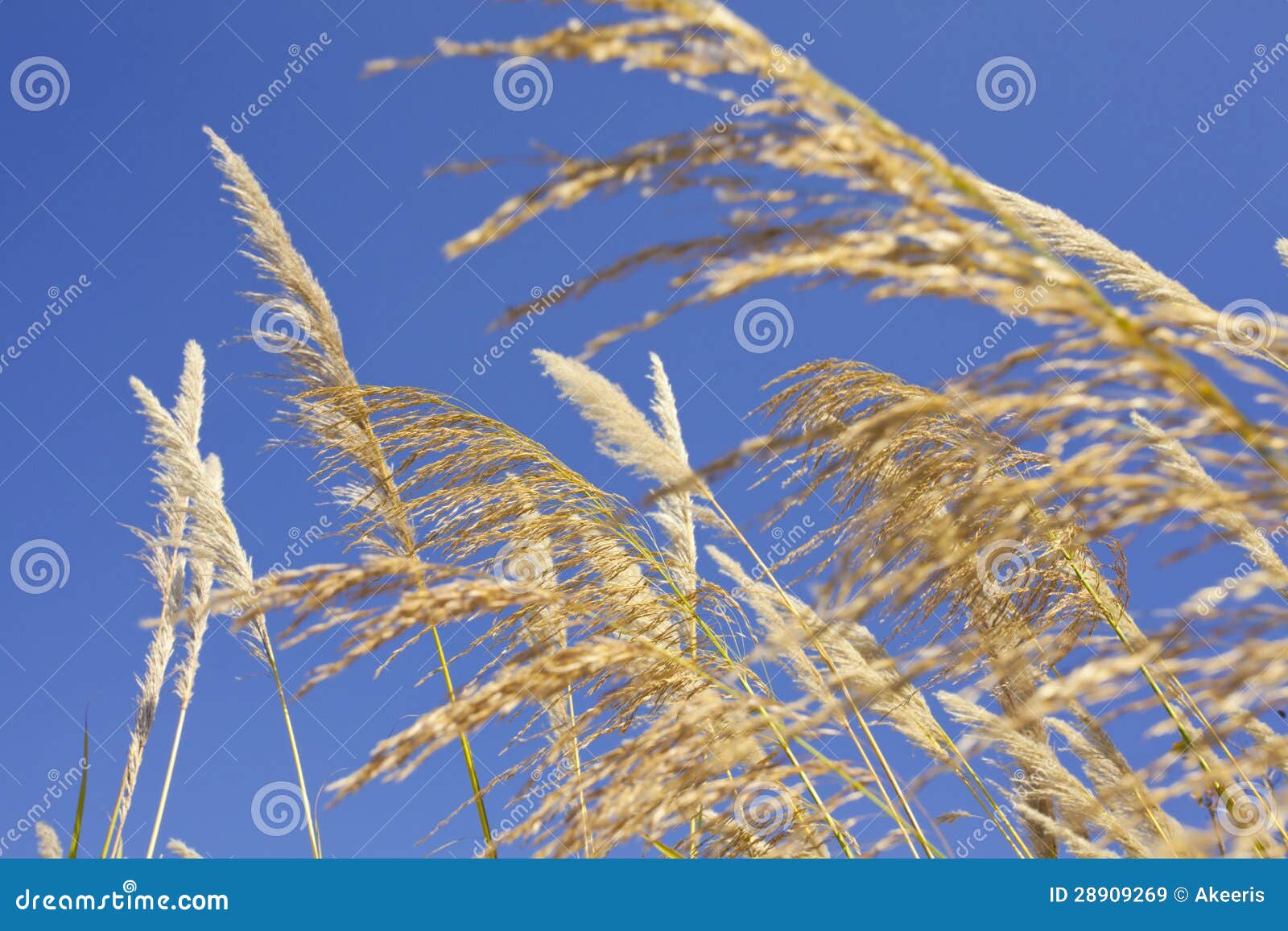 White grass stock image. Image of sunlight, bright, morning - 28909269