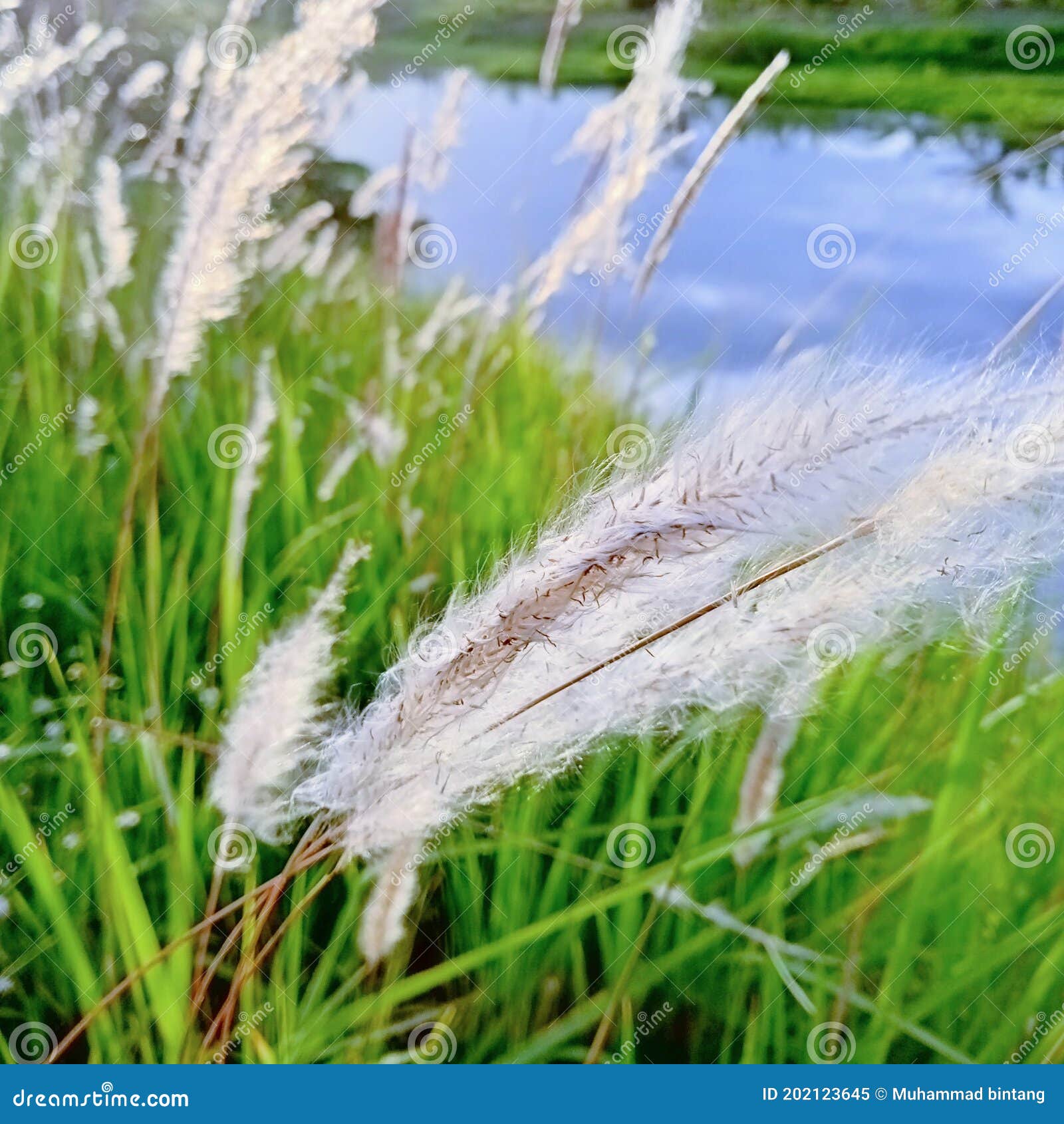 The white grass flower stock image. Image of wildlife - 202123645