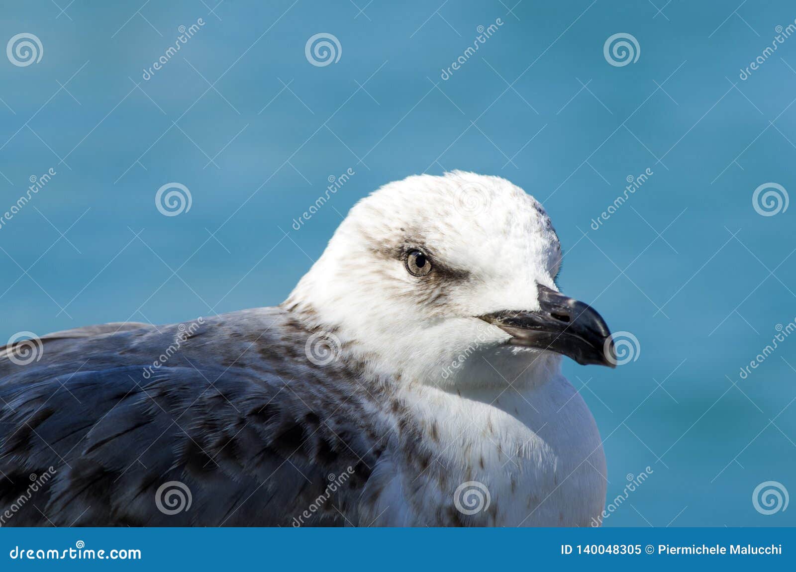 White Gray and Blue Seagull Facing the Sea Stock Image - Image of fauna ...