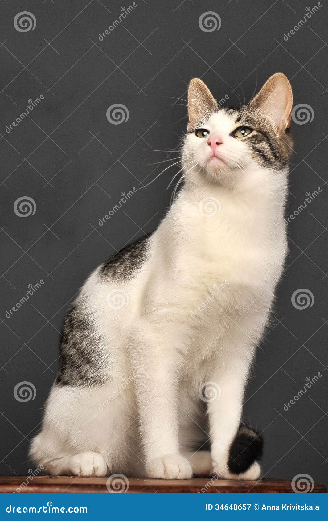 White and gray cat stock image. Image of color, gray - 34648657